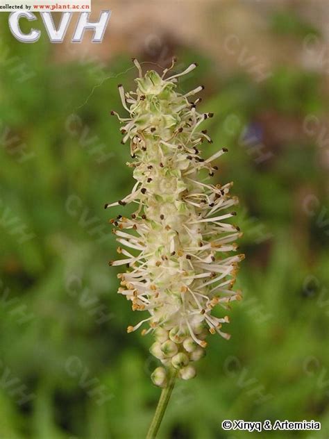 Sanguisorba Applanata Y Et Li