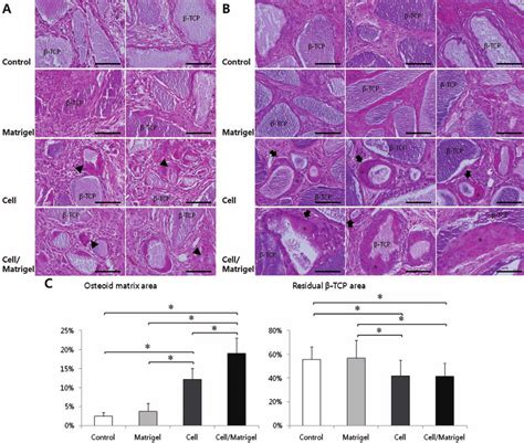 Histological Findings At 6 A And 12 B Weeks After Ectopic