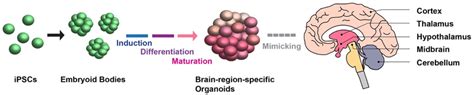 Schematic Representation Of General Brain Organoid Generation Human