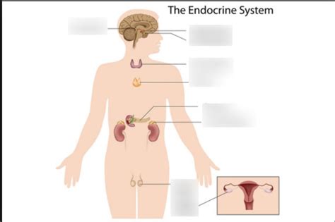 The Endocrine System Hormones Diagram Quizlet