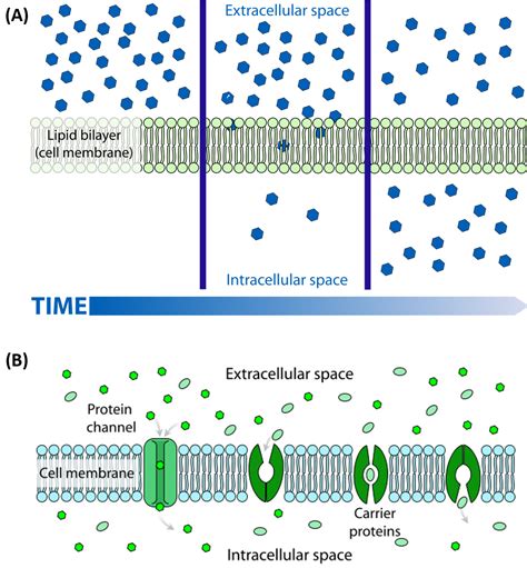 All Protein Building Occurs Through Two Principal Steps Which Are