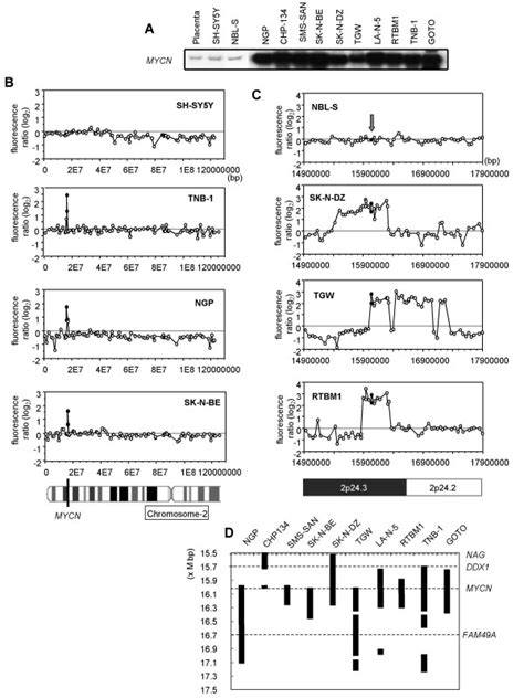 Detection Of Mycn Gene Amplification In Neuroblastoma Cell Lines In