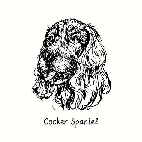 Cocker Spaniel Muzzle Front View Ink Black And White Doodle Drawing