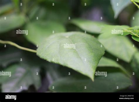 A Close Up Of The Green Grass Jelly Plant Or Has The Scientific Name Cyclea Barbata Flora Photo