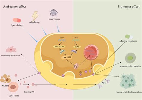 Tbk1 Is Paradoxical In Tumor Development A Focus On The Pathway
