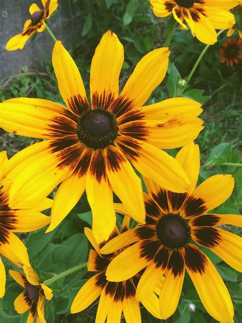 Yellow Flowers Free Photo On Pixabay Pixabay