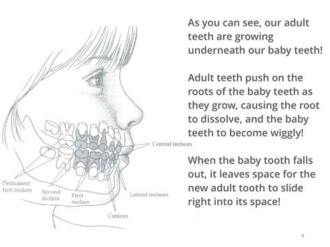 Ppt Healthy Teeth For A Healthy You Oral Health Education For Grades