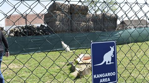 Pulkautaler Känguru Wallaby Captain hüpft weiter allen auf der Nase rum NÖN at