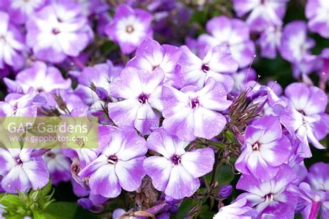 Phlox paniculata 'Pi... stock photo by Ron Evans, Image: 0213744