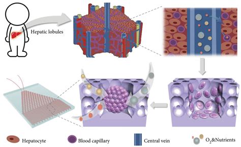 Hepatocyte Model Large Constructed
