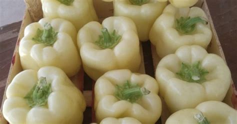 Doğal Beyaz Dolma Biberi Sebze Tohumu 100 Ad Yerli Tohum