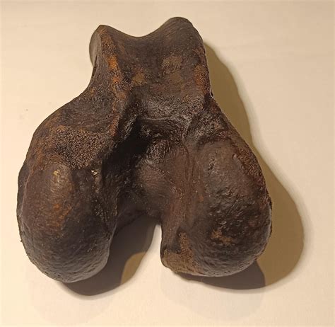 Need Help With Identifying Fossil Fossil ID The Fossil Forum