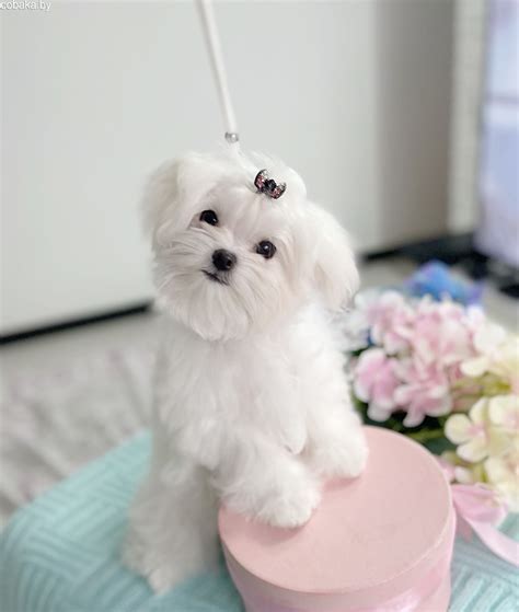 Мини болонка мальтезе 62 фото картинки Sobakovod Club