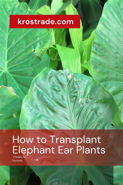 How To Transplant Elephant Ear Plants 4 Steps To Success Artofit