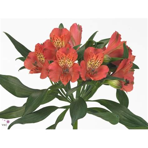 Alstroemeria Estee