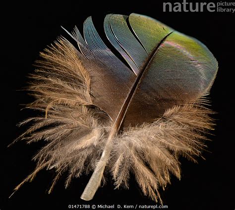 Contour Feathers