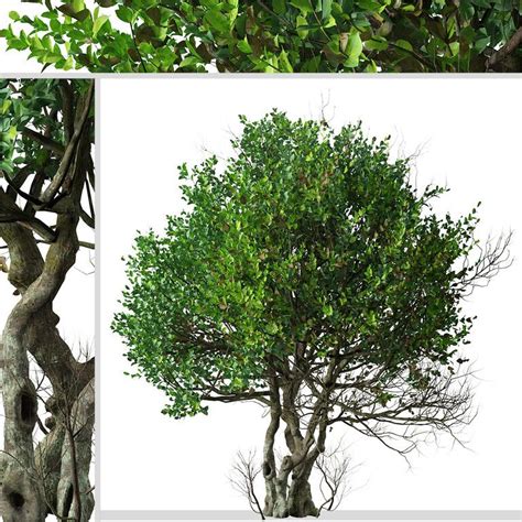 Set Of Ligustrum Tree Glossy Privet 2 Trees 168475 3d Model