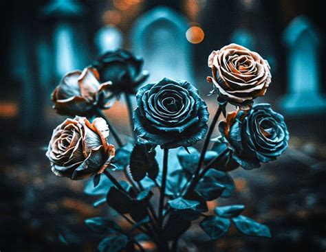 Jackson Guitar Shapes Explained Guitarguitar