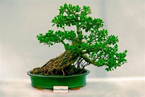 Ficus Bonsai Trees How To Grow And Care Florgeous