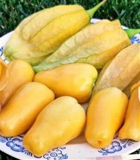 Физалис Королева Малиналько купить с доставкой, 7.50руб.