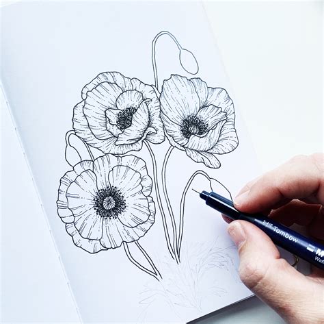How To Draw A Poppy