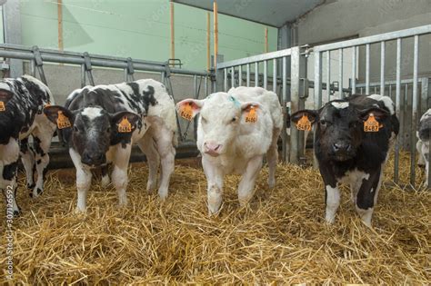 Calf Double Muscled Calves Farming Meat Calves Cattle Belgian Blue