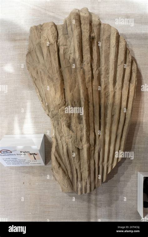Fossilized Fronds From A Prehistoric Fan Palm Tree In The Utah Field House Of Natural History