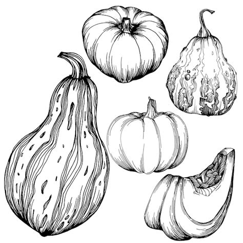 Ilustración vintage dibujada a mano de calabaza Vector Premium