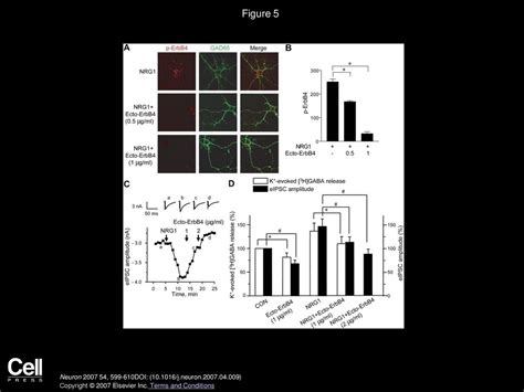 Neuregulin 1 Enhances Depolarization Induced Gaba Release Ppt Download