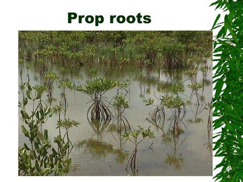 PPT Chapter 6 Roots PowerPoint Presentation Free Download ID 5564945