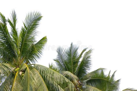 Green Coconut Leaf Or Tree Branch Isolated On White Background With