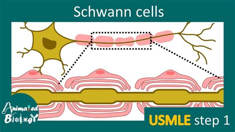 Oligodendrocytes Vs Schwann Cells Oxidative Stress And Impaired