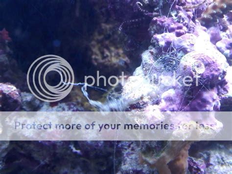 White Stringy Stuff Nj Reef Club