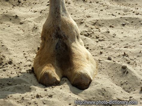 Camel Toe Photo Picture Definition At Photo Dictionary Camel Toe