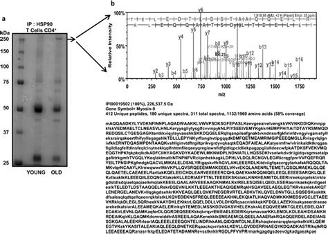 Hsp90 Associated Proteins Detected By Co Immunoprecipitation In Cd4