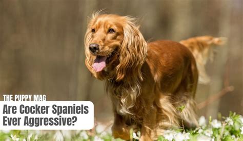 Are Cocker Spaniels Aggressive What People Must Know The Puppy Mag