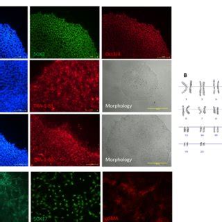 Characterization Of The IPS Cells From Donor 9 A Representative Images