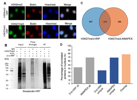 Comparison Of Apex2 And Hrp Mediated Biotinylation By Antibody Download Scientific Diagram