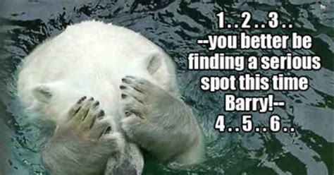 Polar Bear Fun Imgur