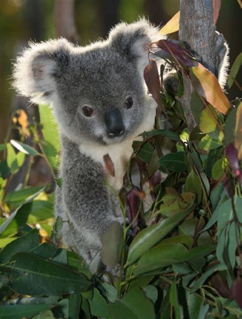 Koalas Eat Eucalyptus At Marshall Hite Blog