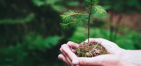 Canadian Forests Forestry Jobs In Canada Jobs Mcbride Community