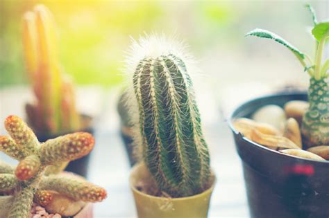 다른 냄비에 다양 한 선인장과 Succulent 식물의 컬렉션입니다 화분된 선인장 하우스 식물 0명에 대한 스톡 사진 및 기타