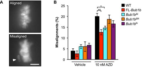 Figures And Data In Bubr1 Alterations That Reinforce Mitotic