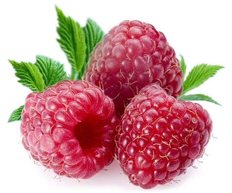 About Raspberries Us Raspberry Cultivars And Cultivation