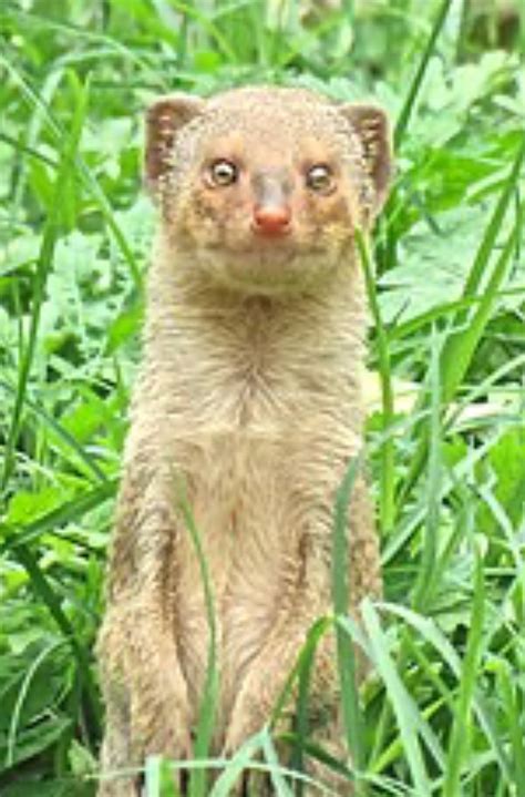 Old Man Mongoose Blank Template Imgflip