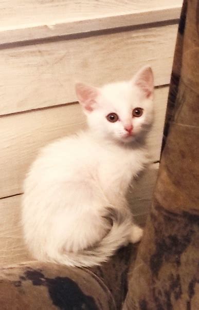 ‼️️ИЩЕМ ДОМ МАЛЫШАМ‼️ Вы только посмотрите какая красота находится на передержке у Галины