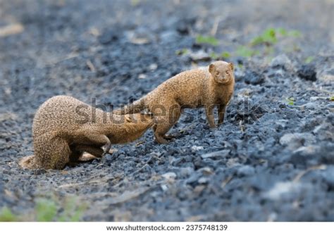 Mongoose Matting Images Stock Photos D Objects Vectors Shutterstock