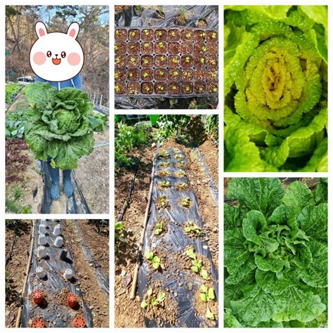 김장배추 심는시기 김장배추 파종시기 황금킹배추 베타3호 네이버 블로그