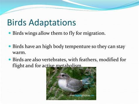 Ppt Adaptations And Behaviors Powerpoint Presentation Free Download