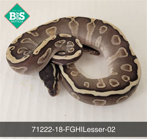 Female Ghi Lesser Ball Python By B And S Reptilia Morphmarket